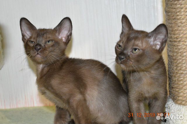 Бурманские малыши