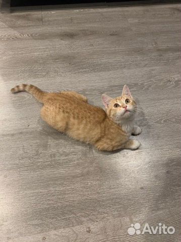 Котенок