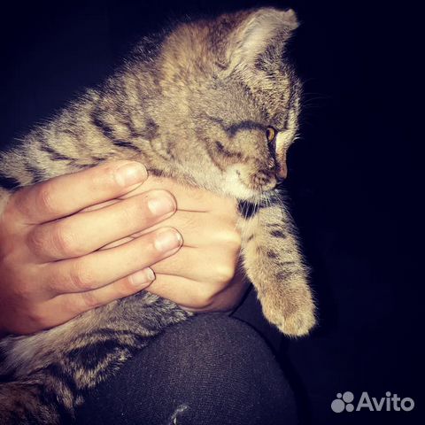 Котенок из подъезда, мурчит, очень ручной и игривы