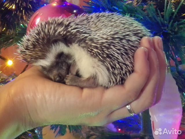 Дружелюбный ёжик-Серёжик. С родословной