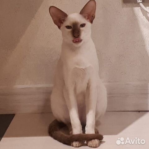 Сиамский ориентальный котенок