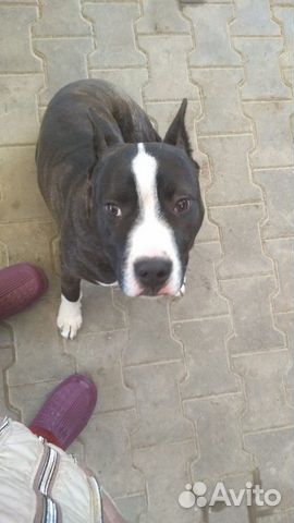 Стаффордширский терьер 5мес