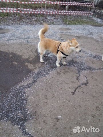 Найдена собака кабель районе Люблино, пришла из ку