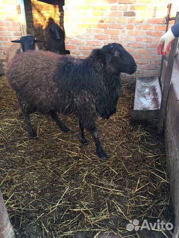 Баран годовалый