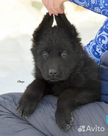 Чёрная пантера