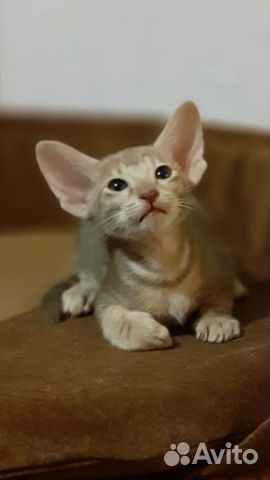 Ориентальные котята