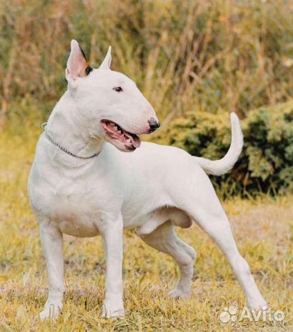 Ищем подружку