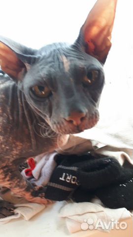 Пропала наша кошечка