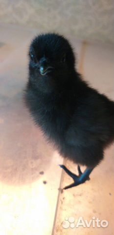 Ухейиллюй петушки,цыплята, яйцо инкуб