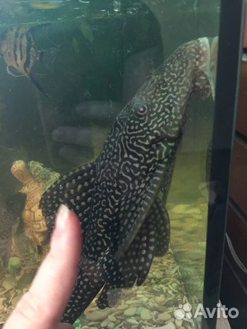 Сом птеригоплихт