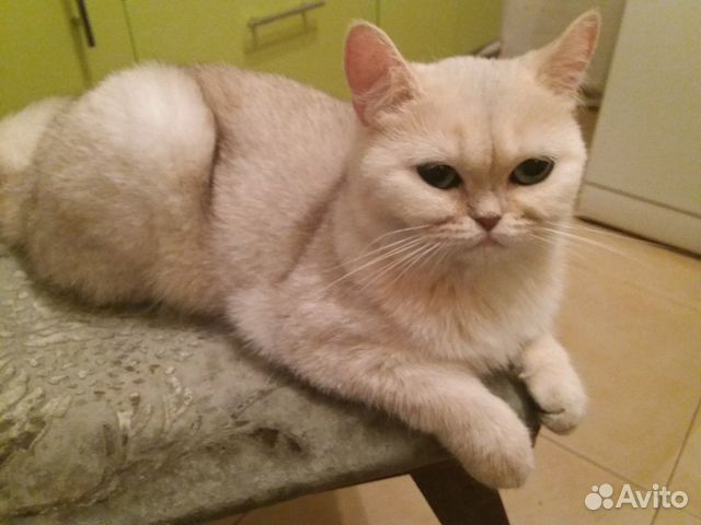 Британская кошка вязка