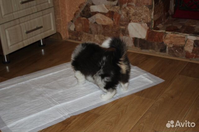 Ребенок-шелтенок