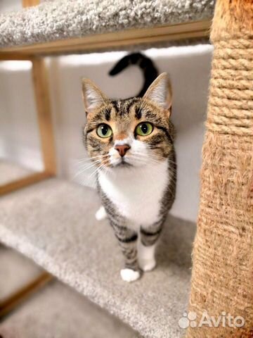 Красавица Скай в заботливые руки