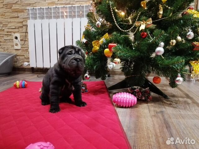 Щенки Шар-Пея - красивые малыши