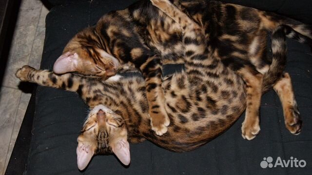 Котята бенгальские