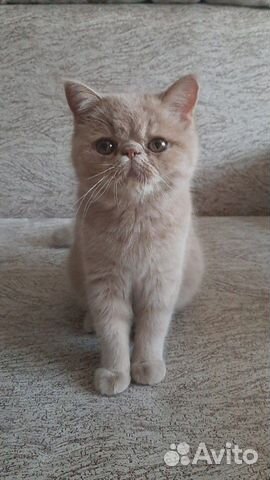 Экзотическая