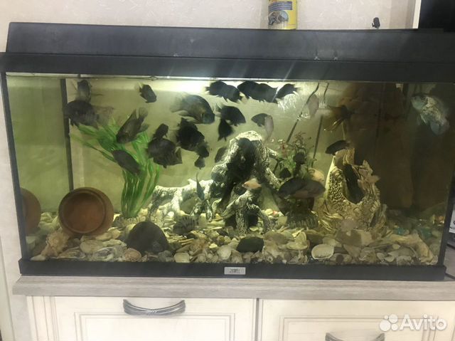 Продам аквариум 190 литров Jewel с рыбками