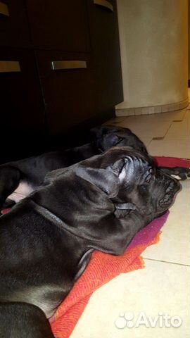 Щенки немецкого дога