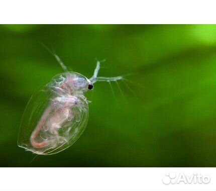 Живой корм: коловратка нематода аулофорус дафния