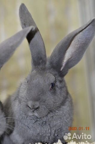 Кролики великаны ризен голубого окраса ризен голущ