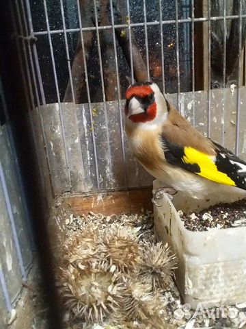 Певчие птицы