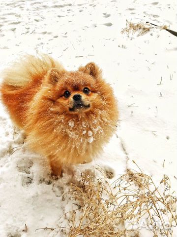 Девочка щпиц