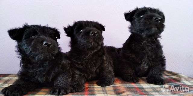 Щенки скотч терьера