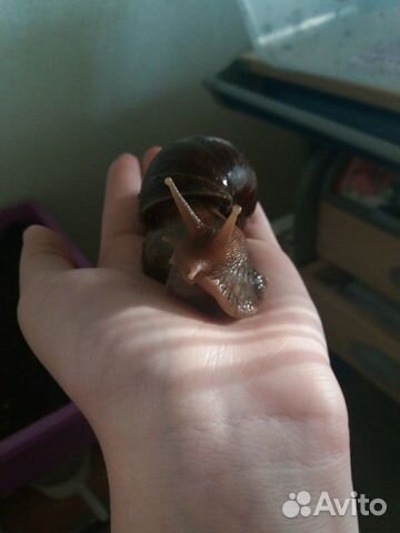 Улитки Ахатины