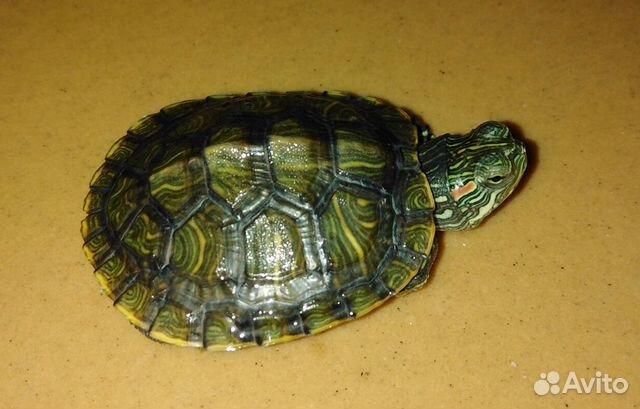 Черепаха красноухая водоплавающая