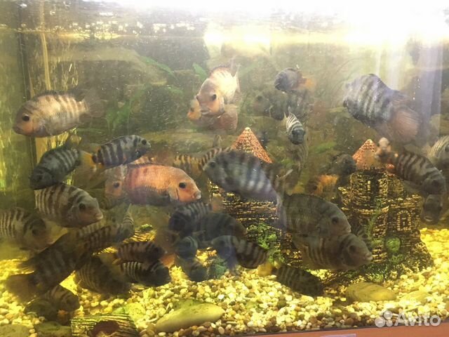 Рыбки (цихлиды 35-40 штук и сомики 3 штуки)