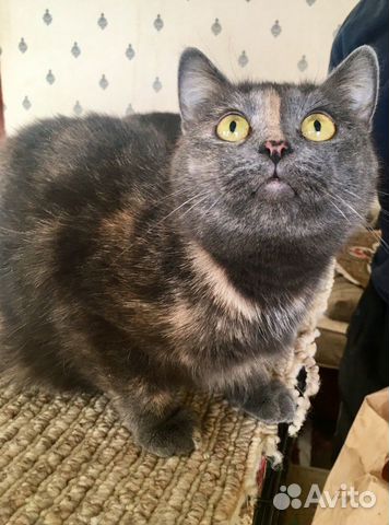 Аманда в поисках дома