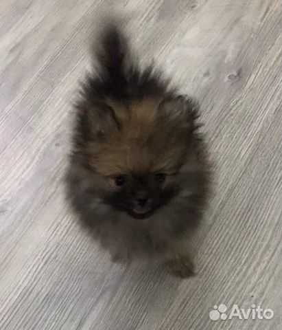 Немеций шпиц миниатюрный