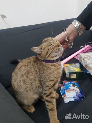 Кошечки Ищет Дом и Семью