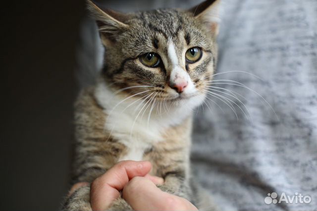 Котеночек в добрые руки