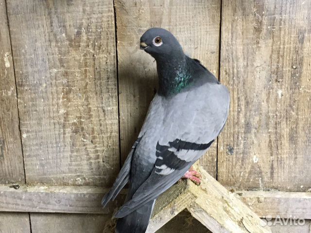 Продаю 2 голубок породы «африканская сова»