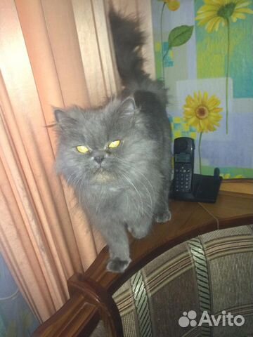 Домашняя кошка классической персидской породы