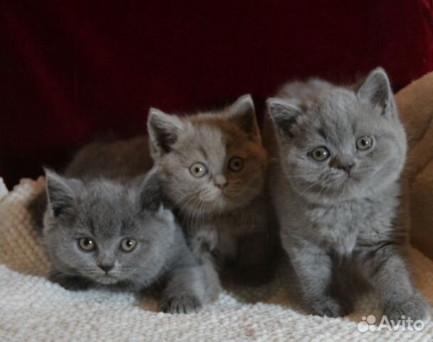 Послушные котята