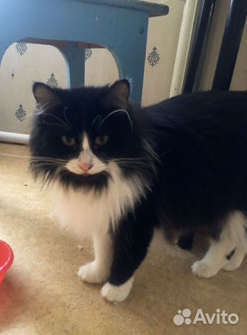 Кошка Констанция в добрые руки