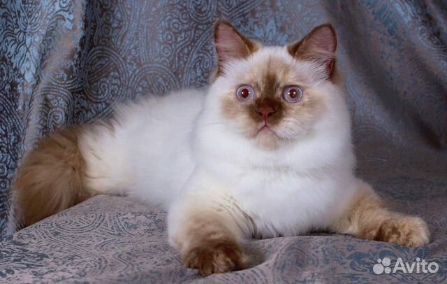 Британская кошечка