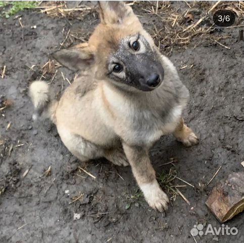 Помесь Акита Щенок Девочка бездомная