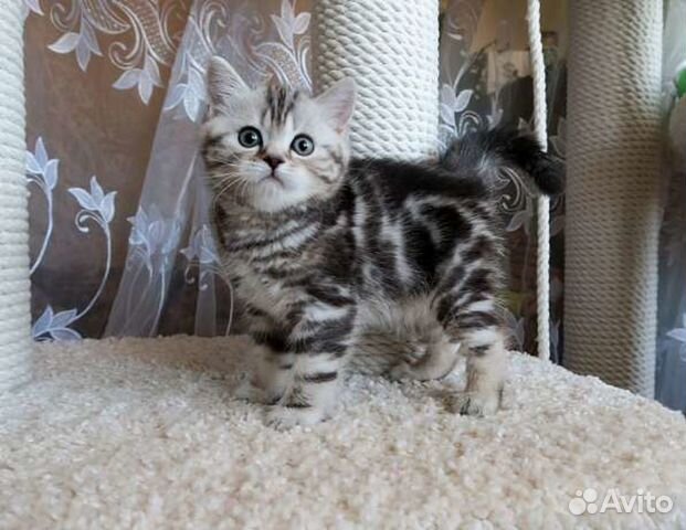 Котёнок -мраморёнок-Ваше сокровище