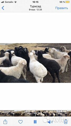 Бараны годовалые