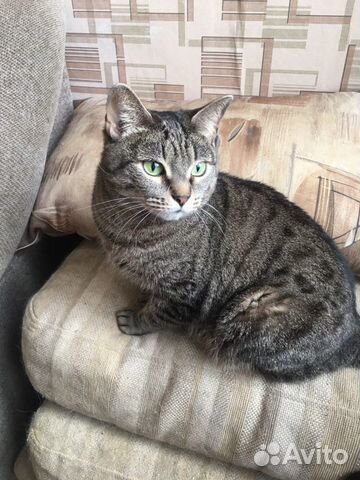 Красотка Лаура в добрые руки