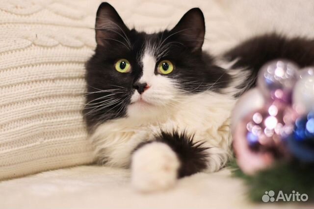 Пушистый дружочек ищет семью