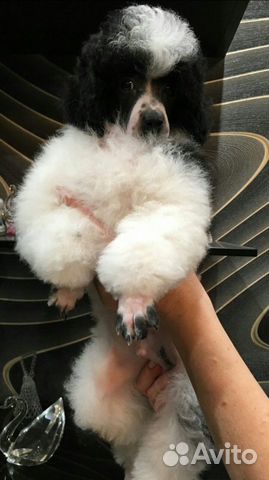 Шикарный мальчик арлекин той