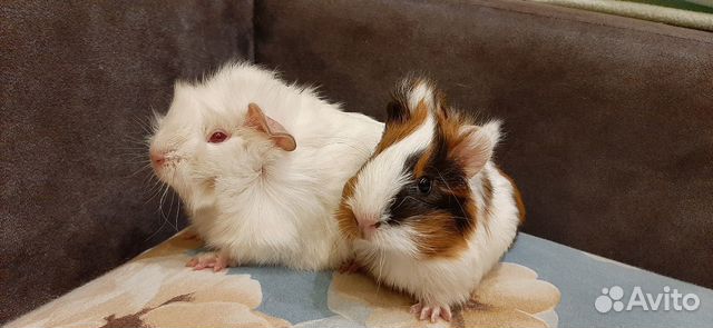 Морские свинки