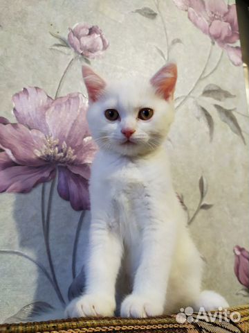 Белоснежная британка