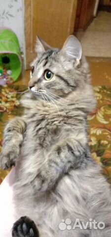 Кошечка Киття ищет дом