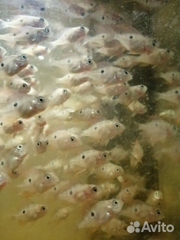 Мальки Цихлозомы Элиота