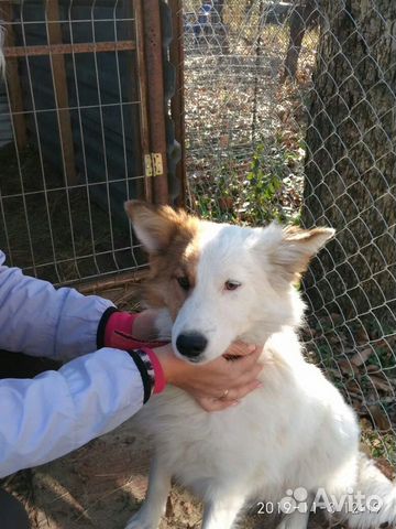 Метис лайки в добрые руки